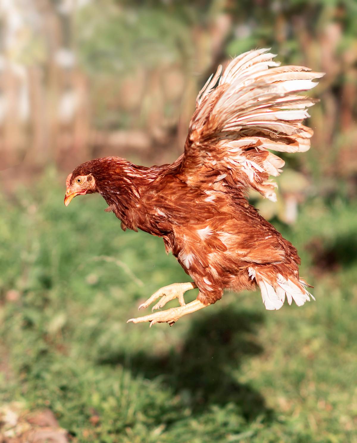 Clipping Chicken Wings - Backyard Poultry